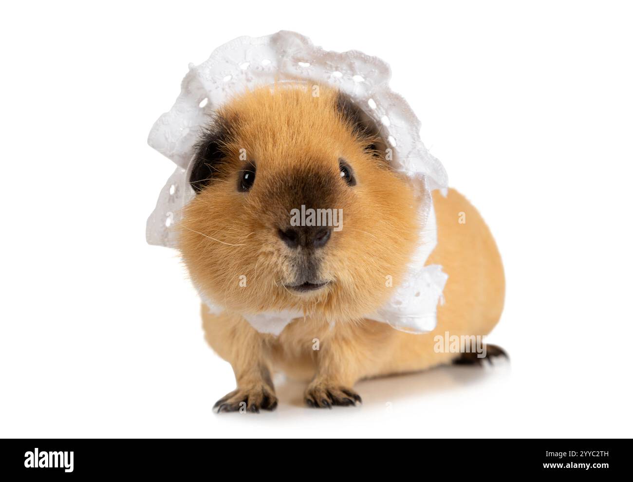 Amusing red-haired guinea pig in a sleeping cap isolated on a white ...