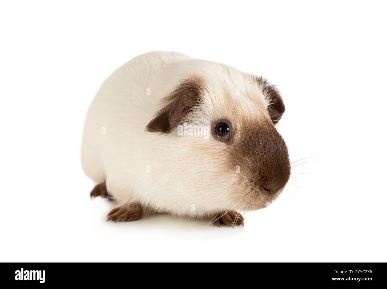 Small Guinea pig, one year old, lying against white background Stock ...