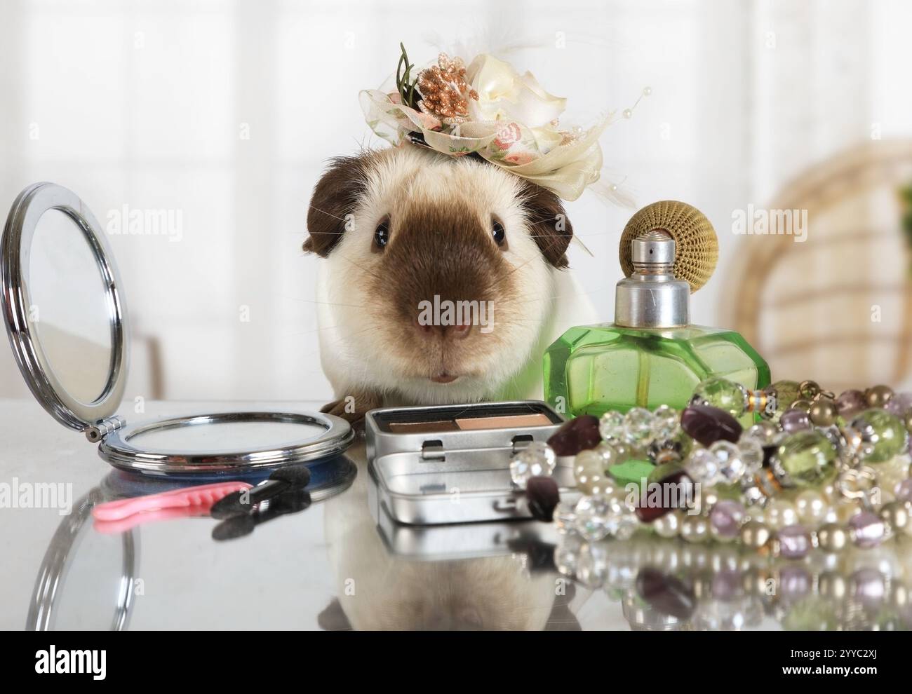 Amusing guinea pig with a cap on her head looks in a cosmetic mirror at ...
