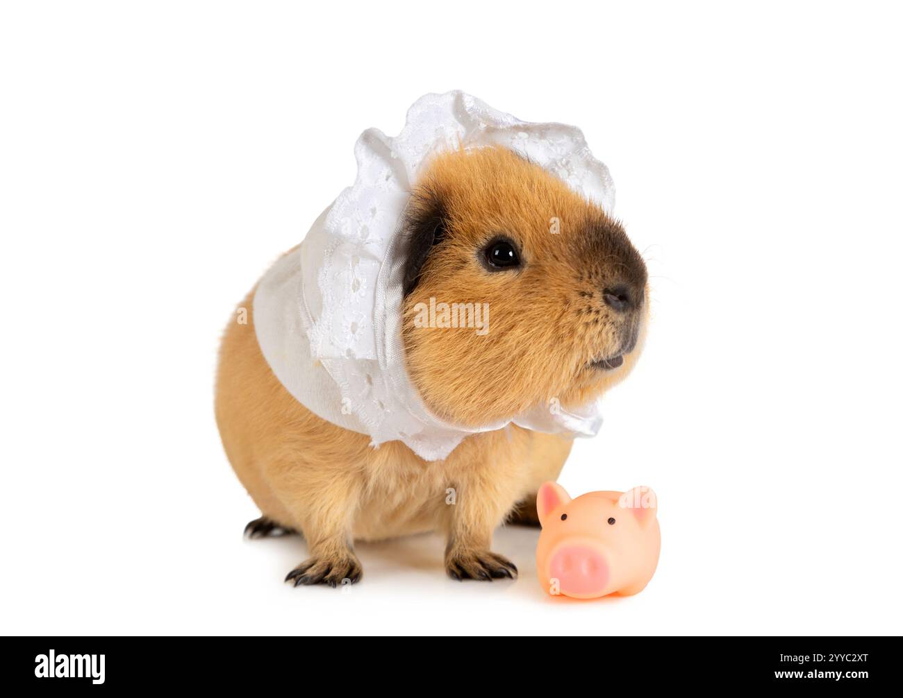 Amusing red-haired guinea pig in a sleeping cap with a little toy pig ...