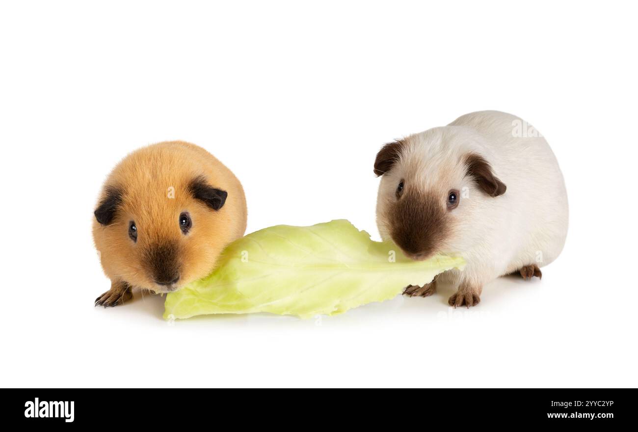 One on time little Cut Out Stock Images & Pictures - Alamy