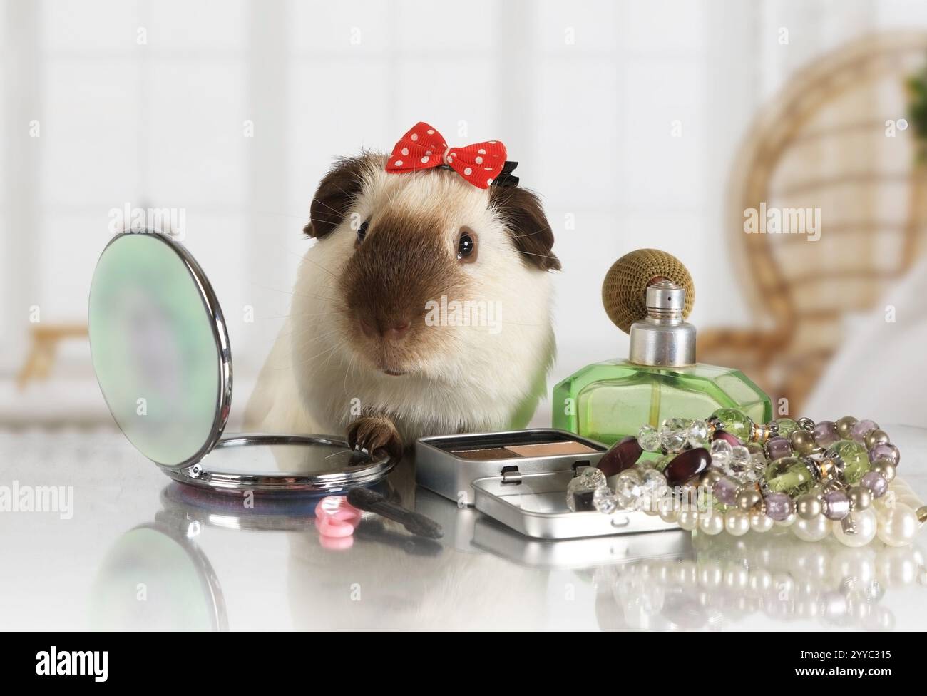 Likable guinea pig with a cap on her head looks in a cosmetic mirror at ...