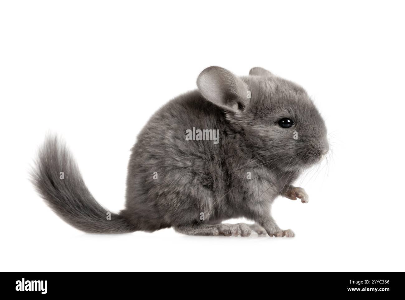 Cute little two month old grey chinchilla isolated on a white ...