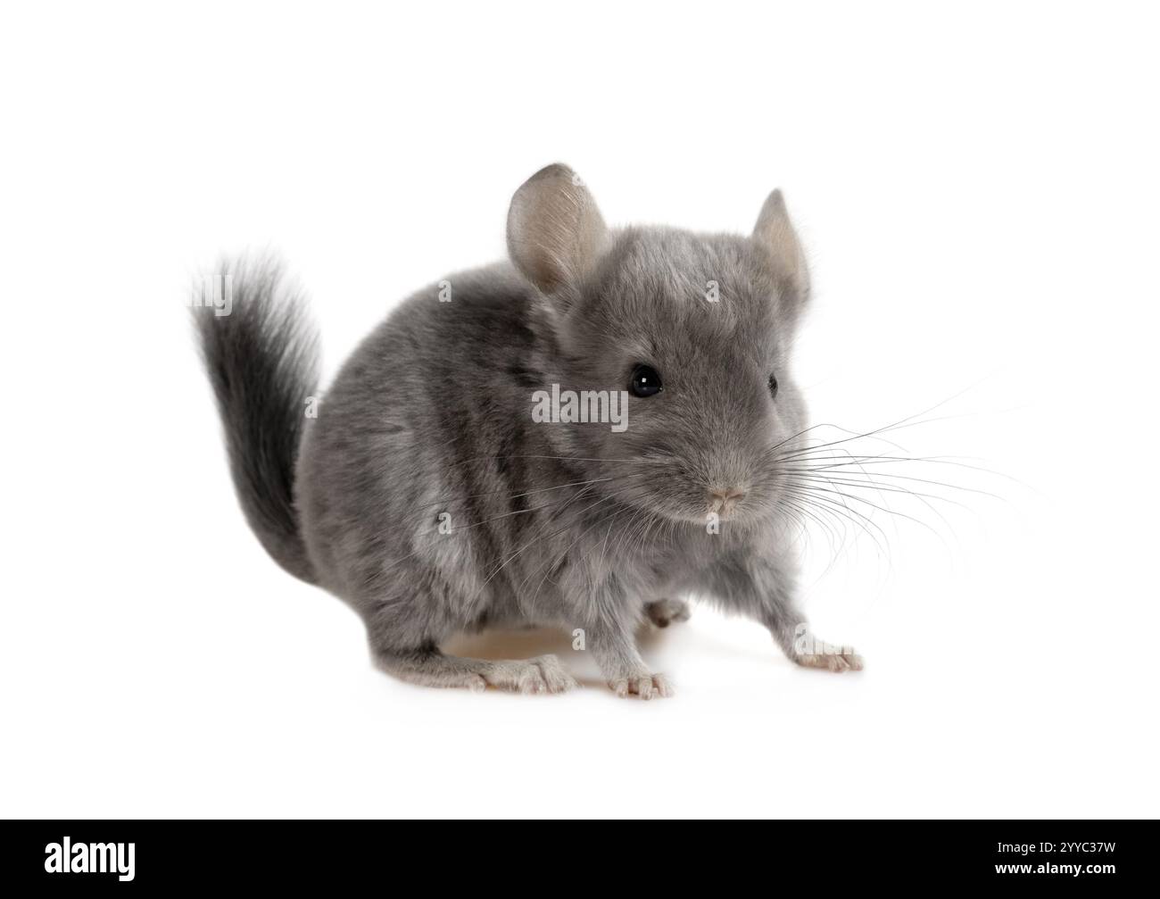 Funny little two month old grey chinchilla isolated on a white ...