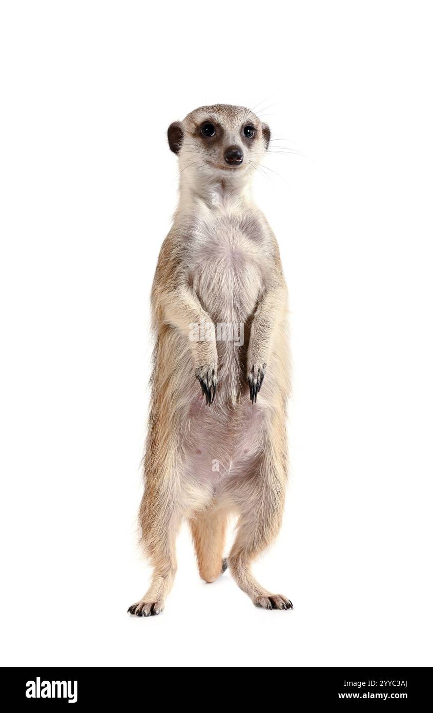 Beautiful small meerkat stands on its hind legs and looks into the ...