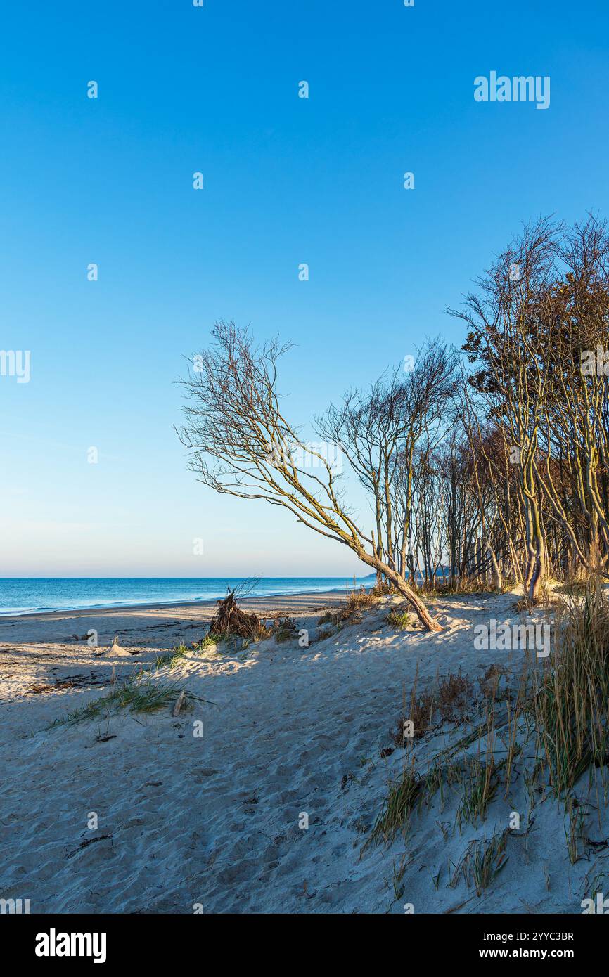 Trees On The West Beach On The Baltic Coast Of Fischland-Darß Stock ...