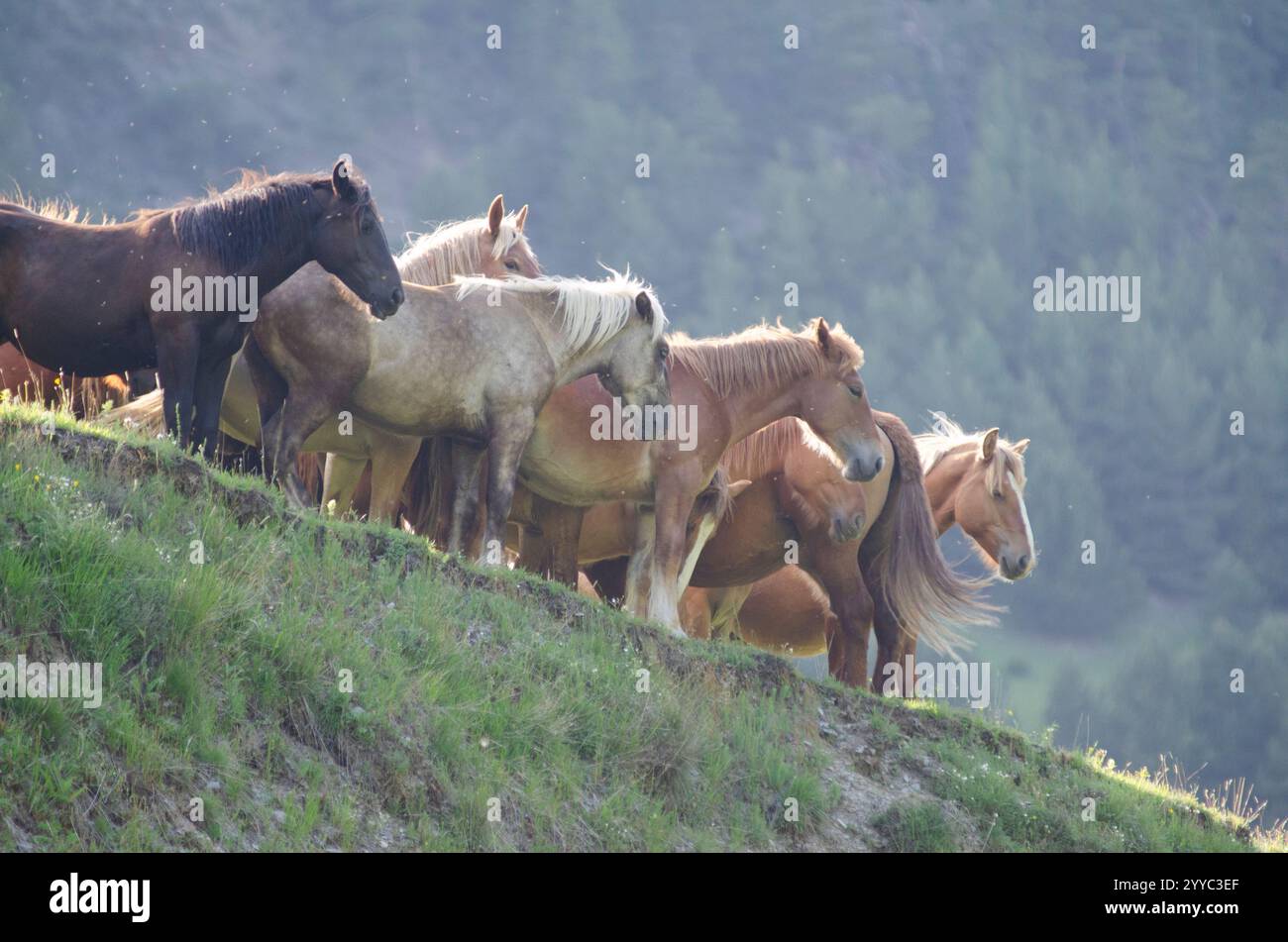 Tor Valley is located at the L'Alt Pirineu Nature Park. Lleida ...