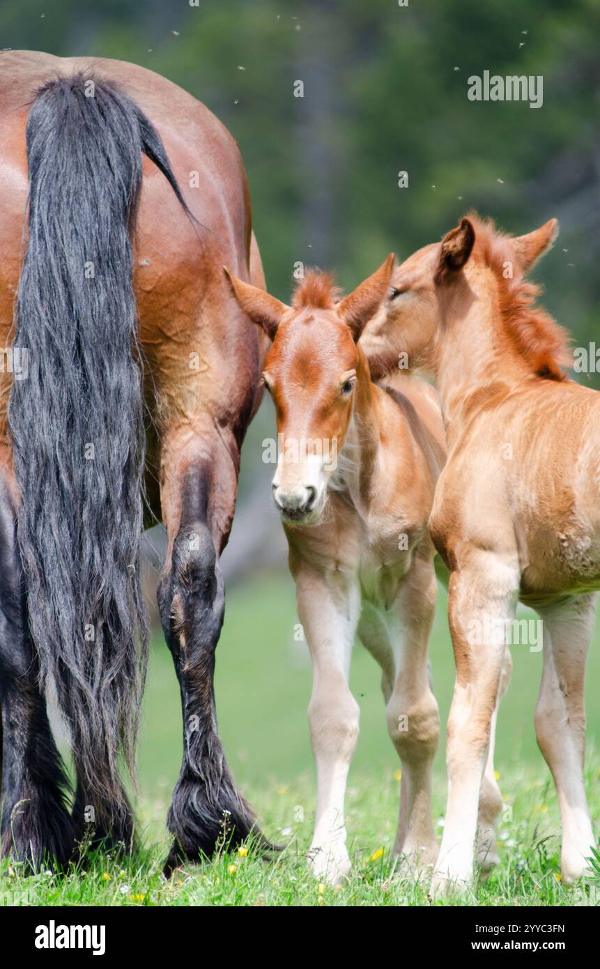 Tor Valley is located at the L'Alt Pirineu Nature Park. Lleida ...