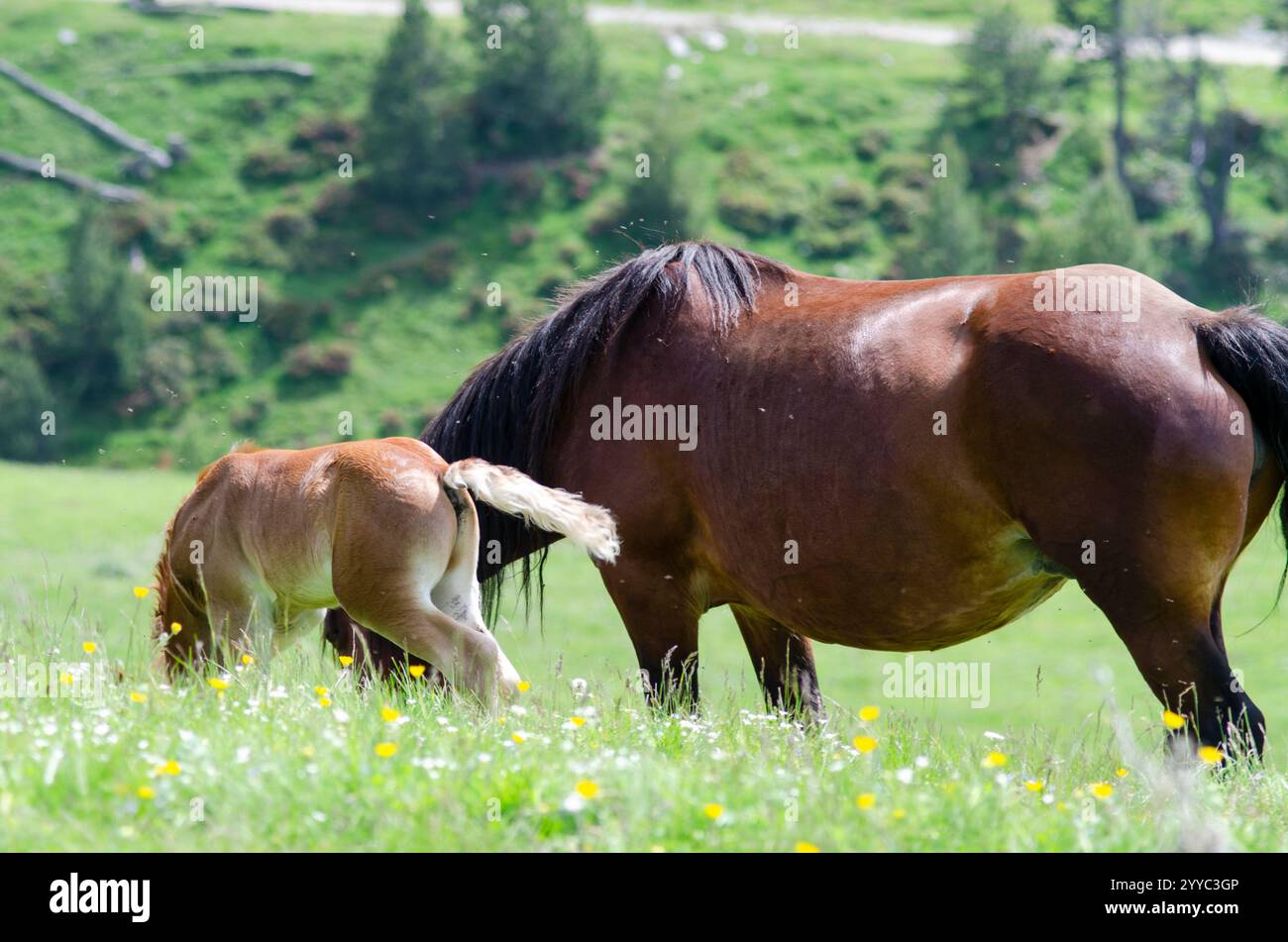 Tor Valley is located at the L'Alt Pirineu Nature Park. Lleida ...