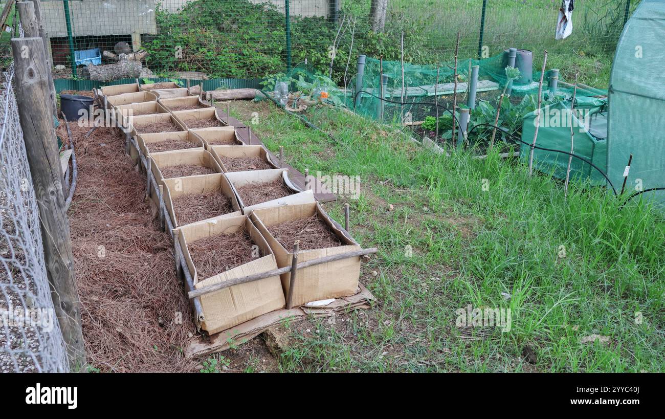 Pine bark mulch filling cardboard boxes used as raised garden beds in a ...