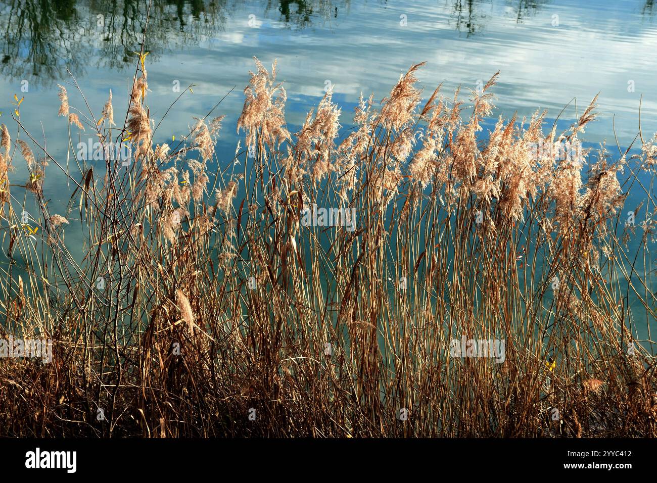 Thonon Les Bains, France. 18th Dec, 2024. Vegetation at Dranse Delta ...