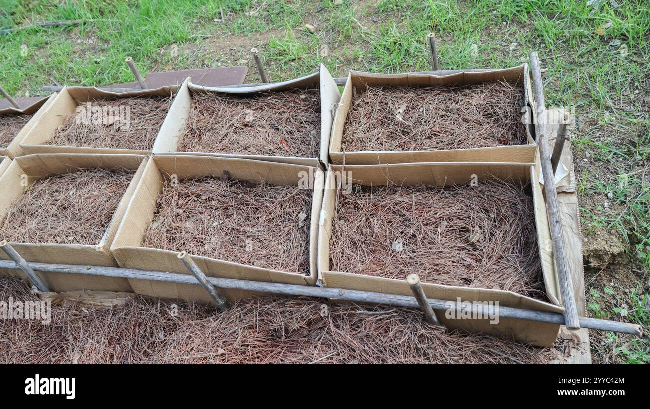 Cardboard boxes filled with pine straw create a raised bed garden ...