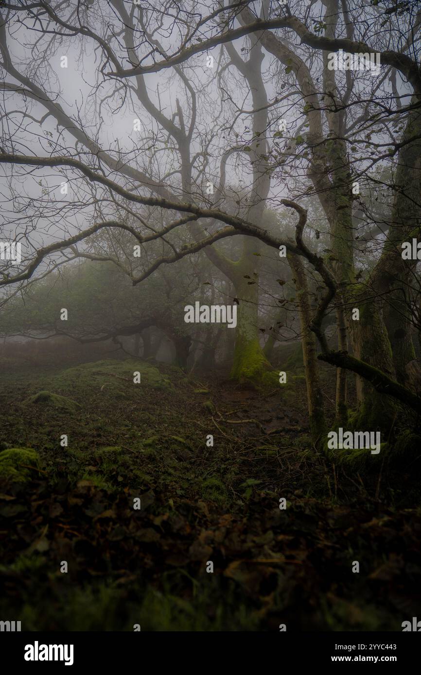 Dense fog enveloping a woodland with layered trees, mysterious and tranquil forest scene Stock ...