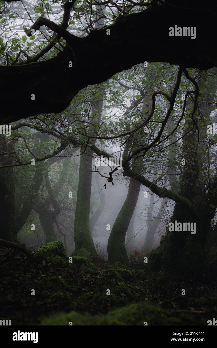 Aerial view cliffs dense forest hi-res stock photography and images - Alamy