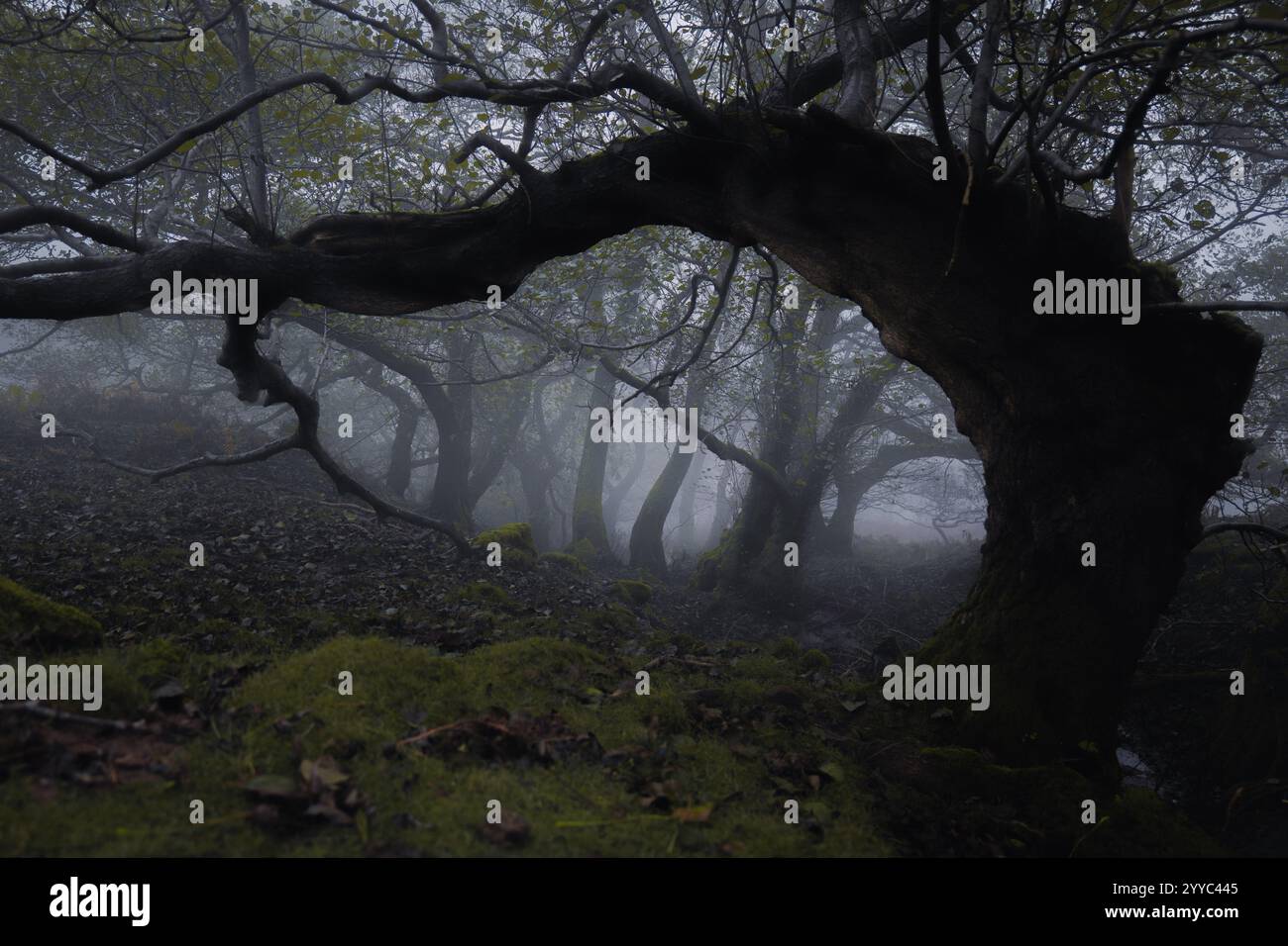Ancient twisted tree in foggy woodland, eerie and enchanting forest atmosphere Stock Photo - Alamy