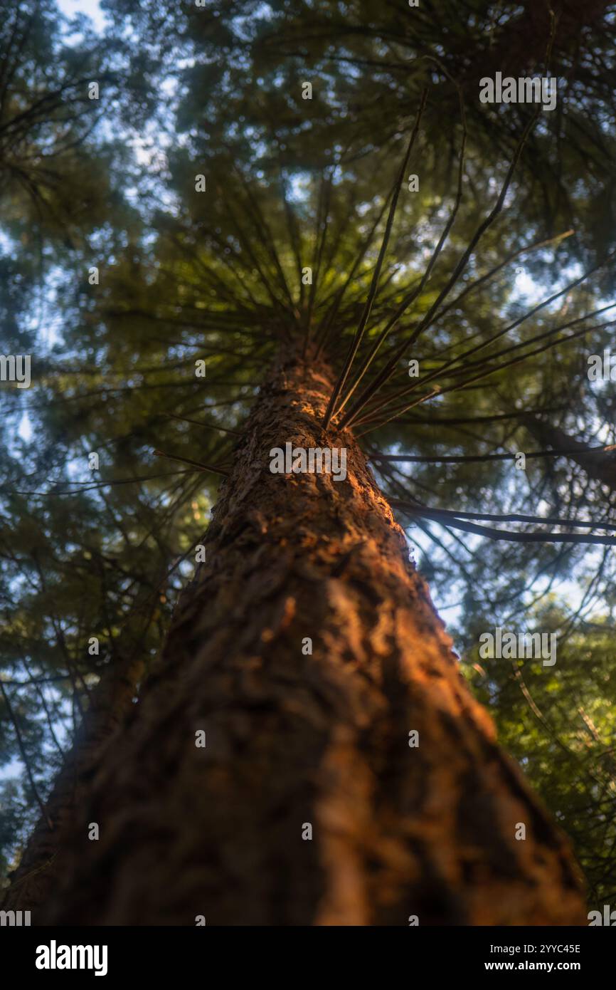 Dramatic upward view of a tall tree, textured bark, and vibrant sky in ...