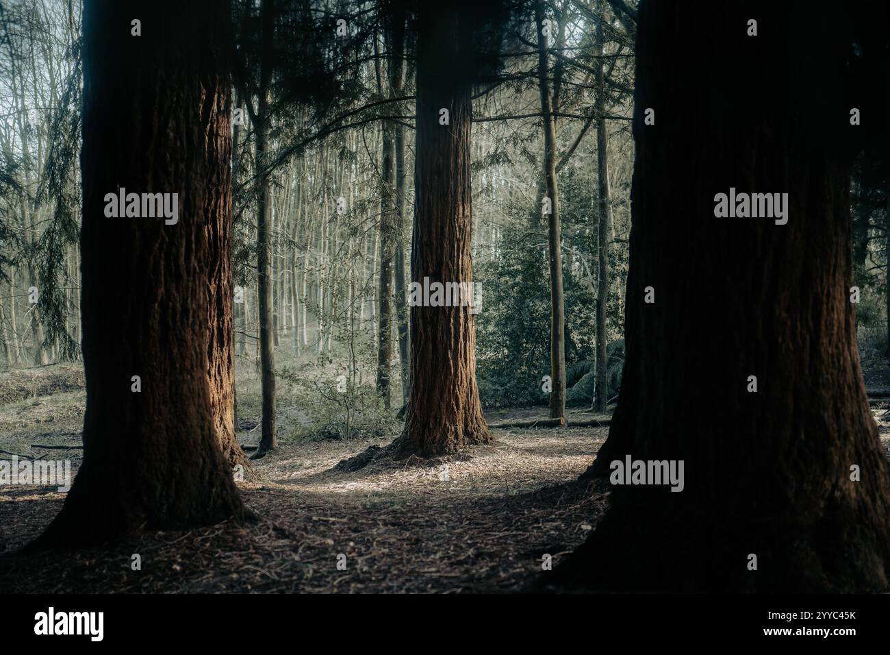 Misty forest scene with tall pine trees and soft light, tranquil woodland atmosphere Stock Photo ...