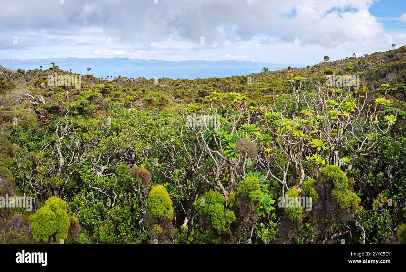 Vegetation at trekking path Caminhos dos Burros with island Sao Jorge ...
