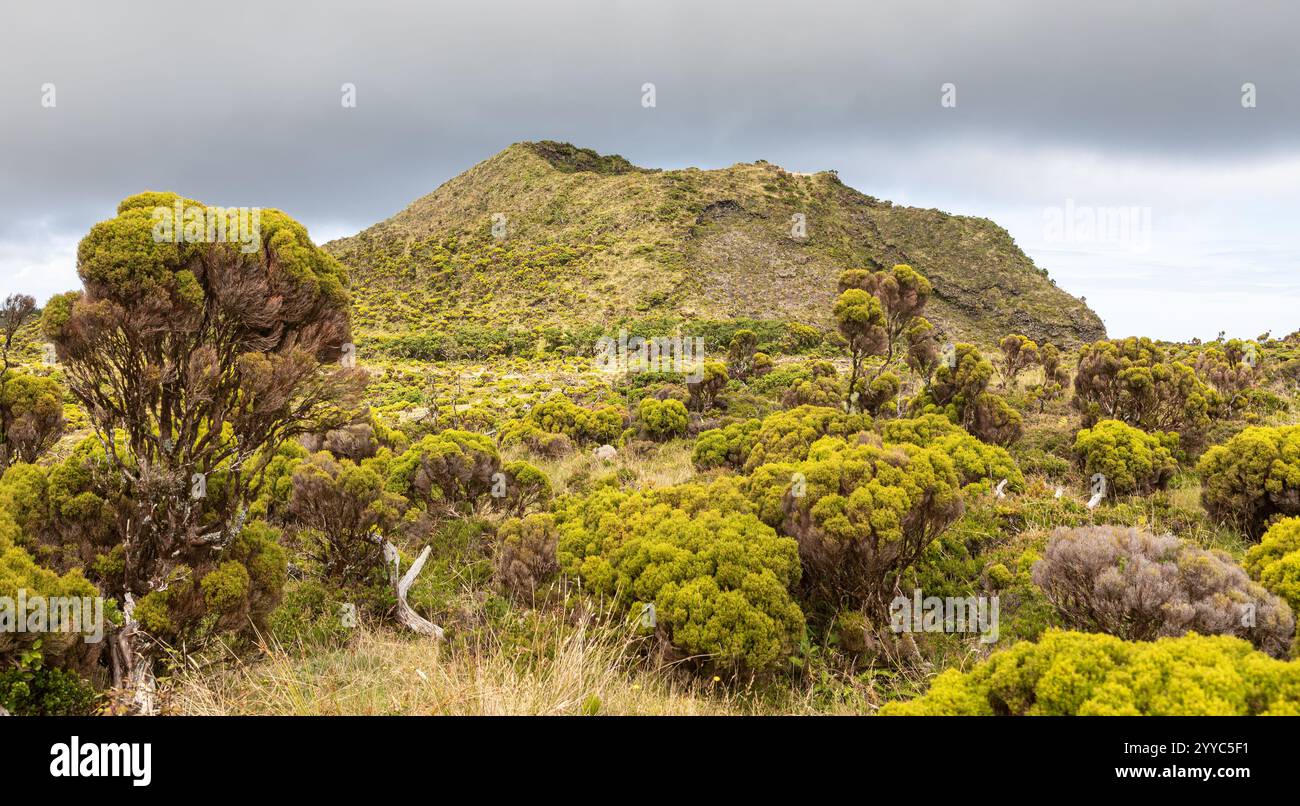 Juniper forest at trekking path Caminhos dos Burros with volcano ...