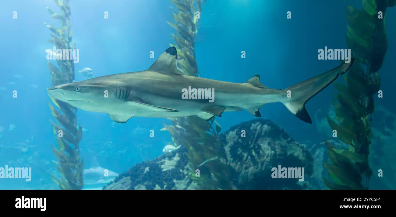 Danger underwater attention shark hi-res stock photography and images ...