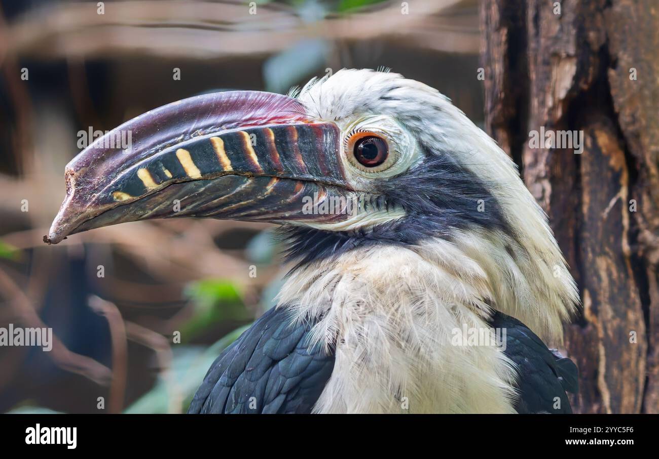 Close-up view of a male Visayan hornbill (Penelopides panini Stock ...