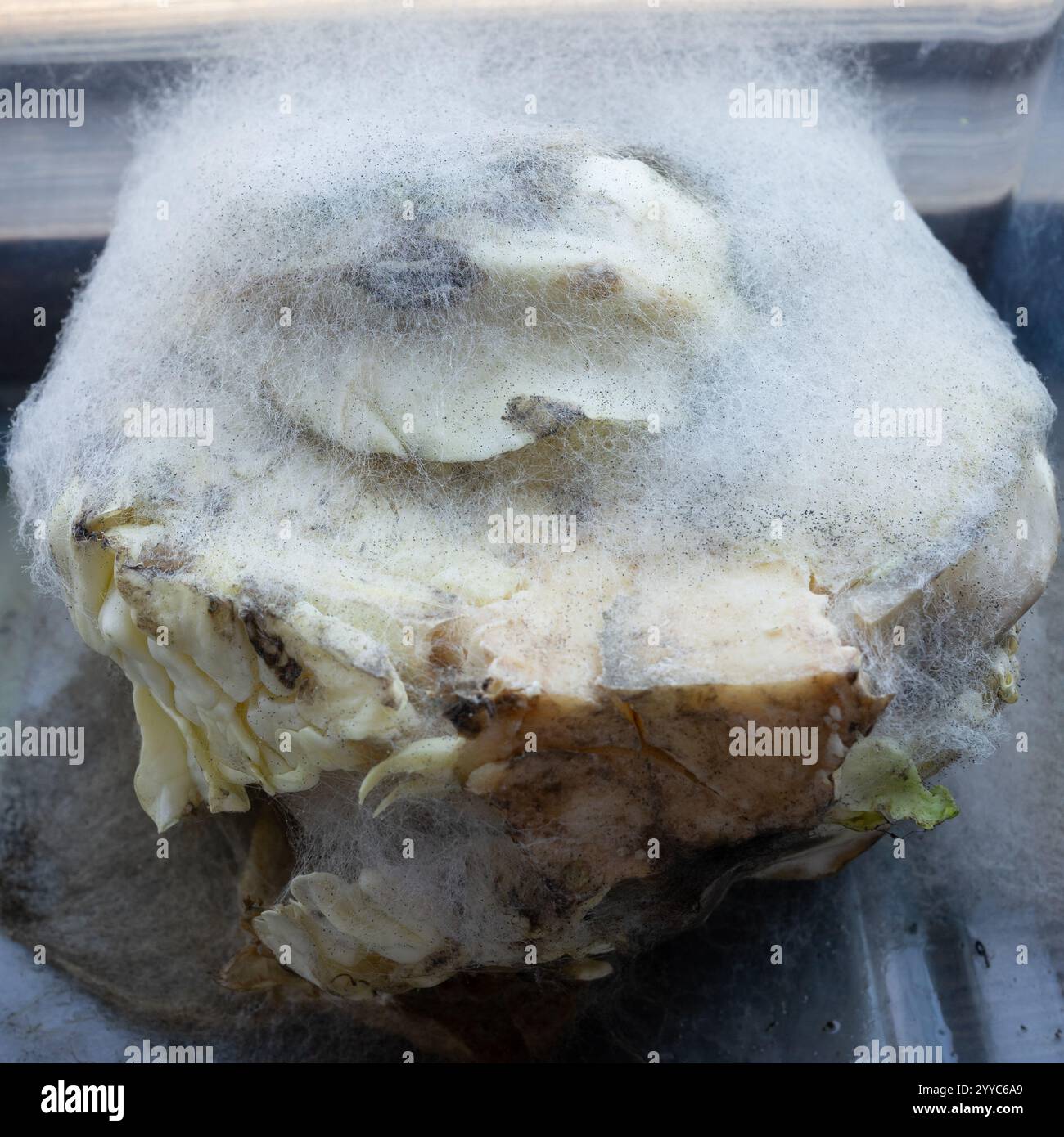 A cabbage is covered with white mold, indicating spoilage. The mold ...