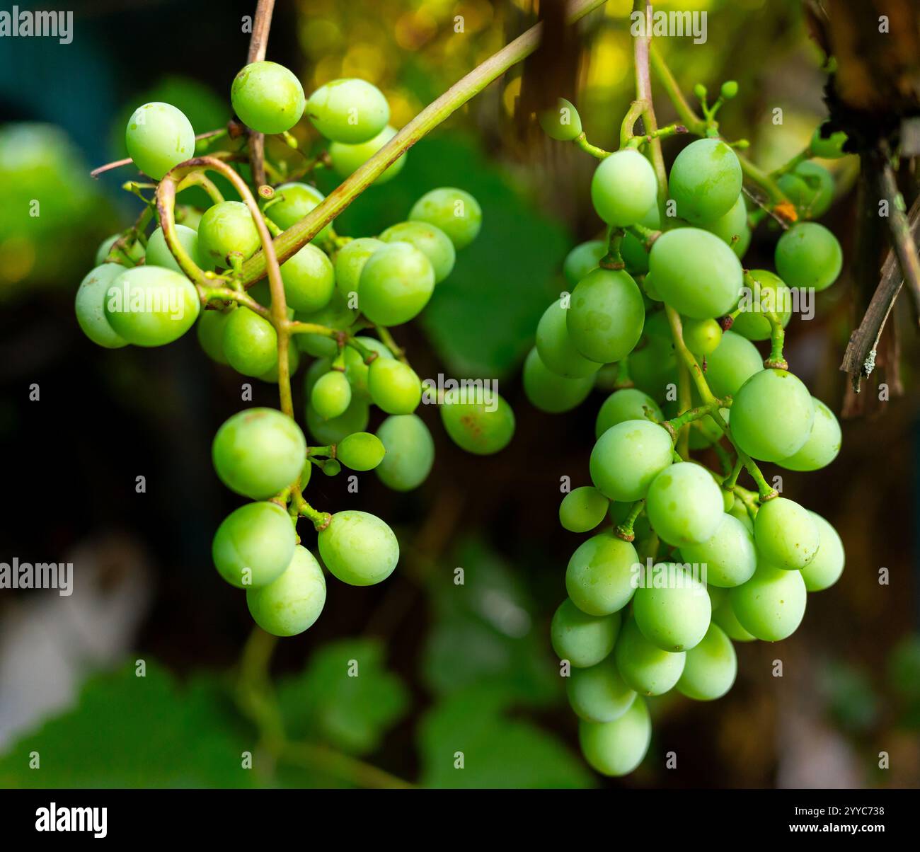 Clusters of green grapes hang from vines, thriving in sunlight. The ...
