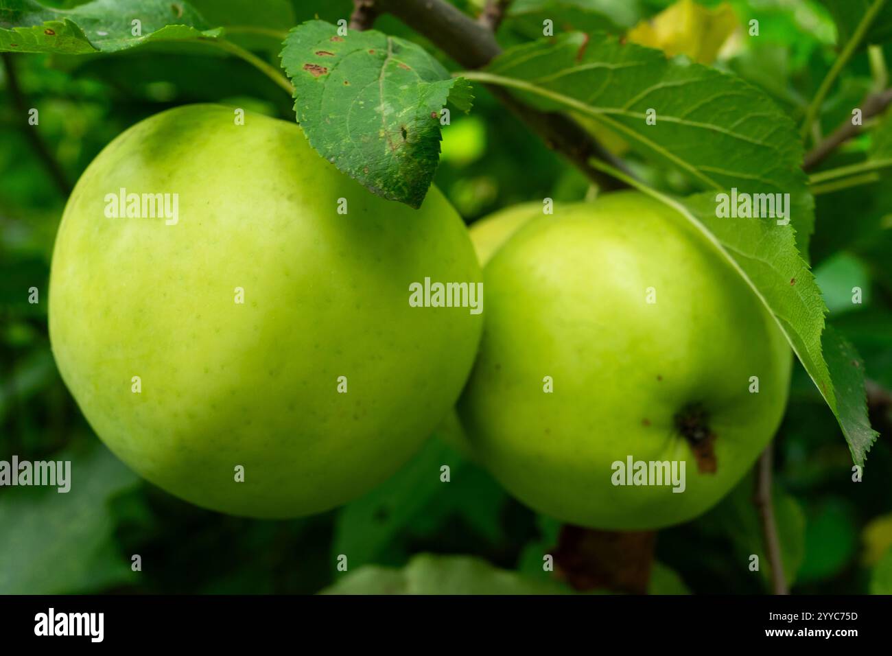Two ripe green apples cluster together on a tree branch, surrounded by ...