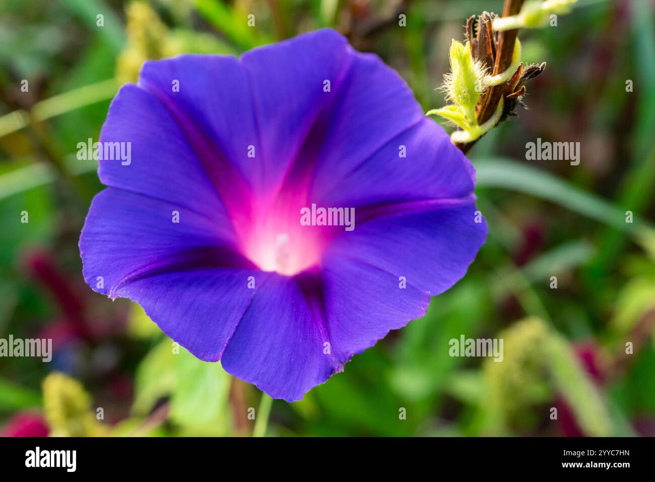 A vibrant purple morning glory flower opens under the sunlight ...