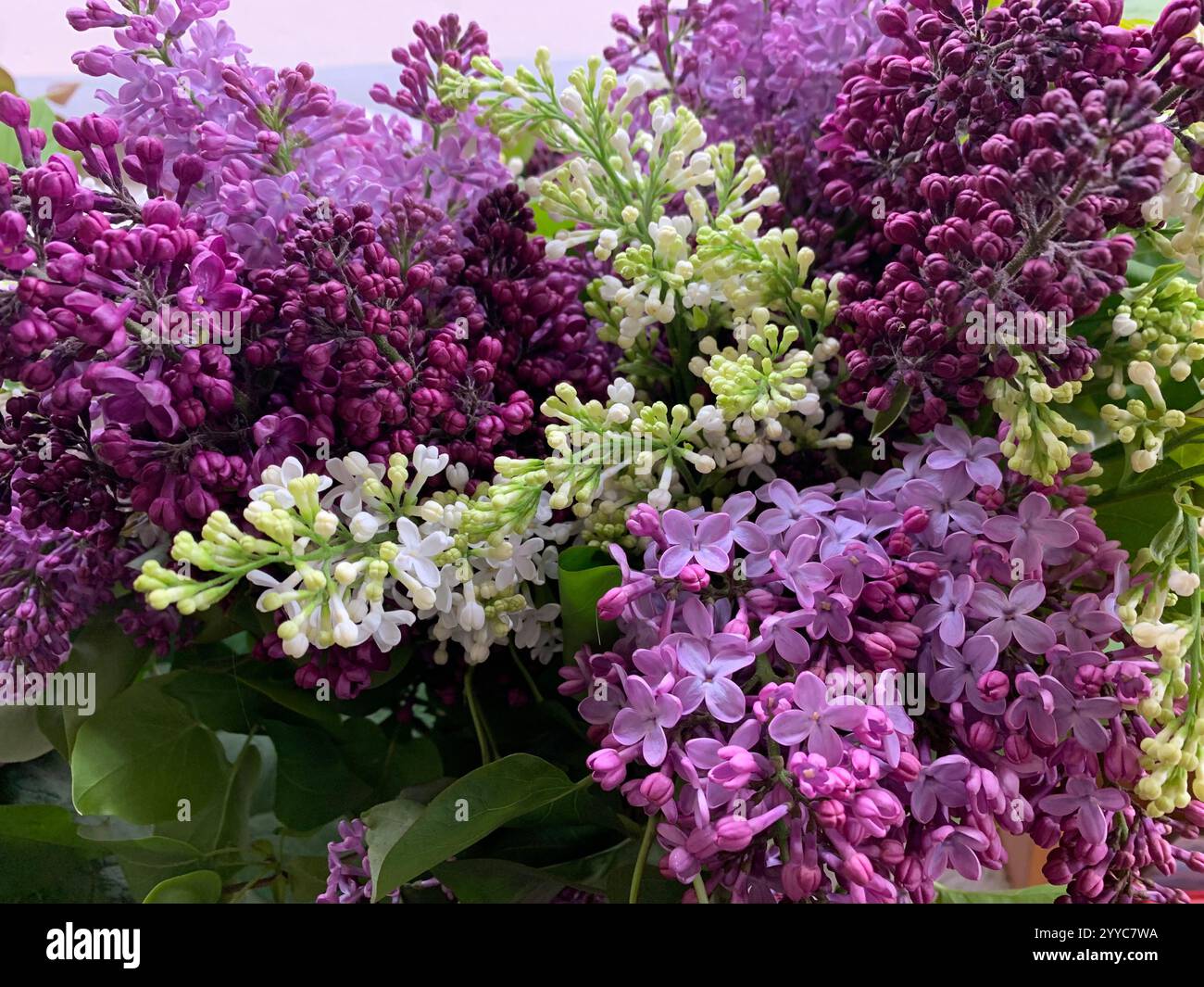 Visual celebration of natures colors hi-res stock photography and ...