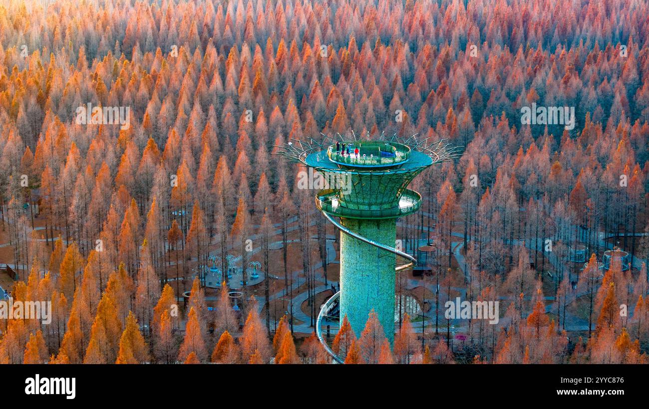 A sight-seeing tower in a forest of dawn redwood near the coast of ...