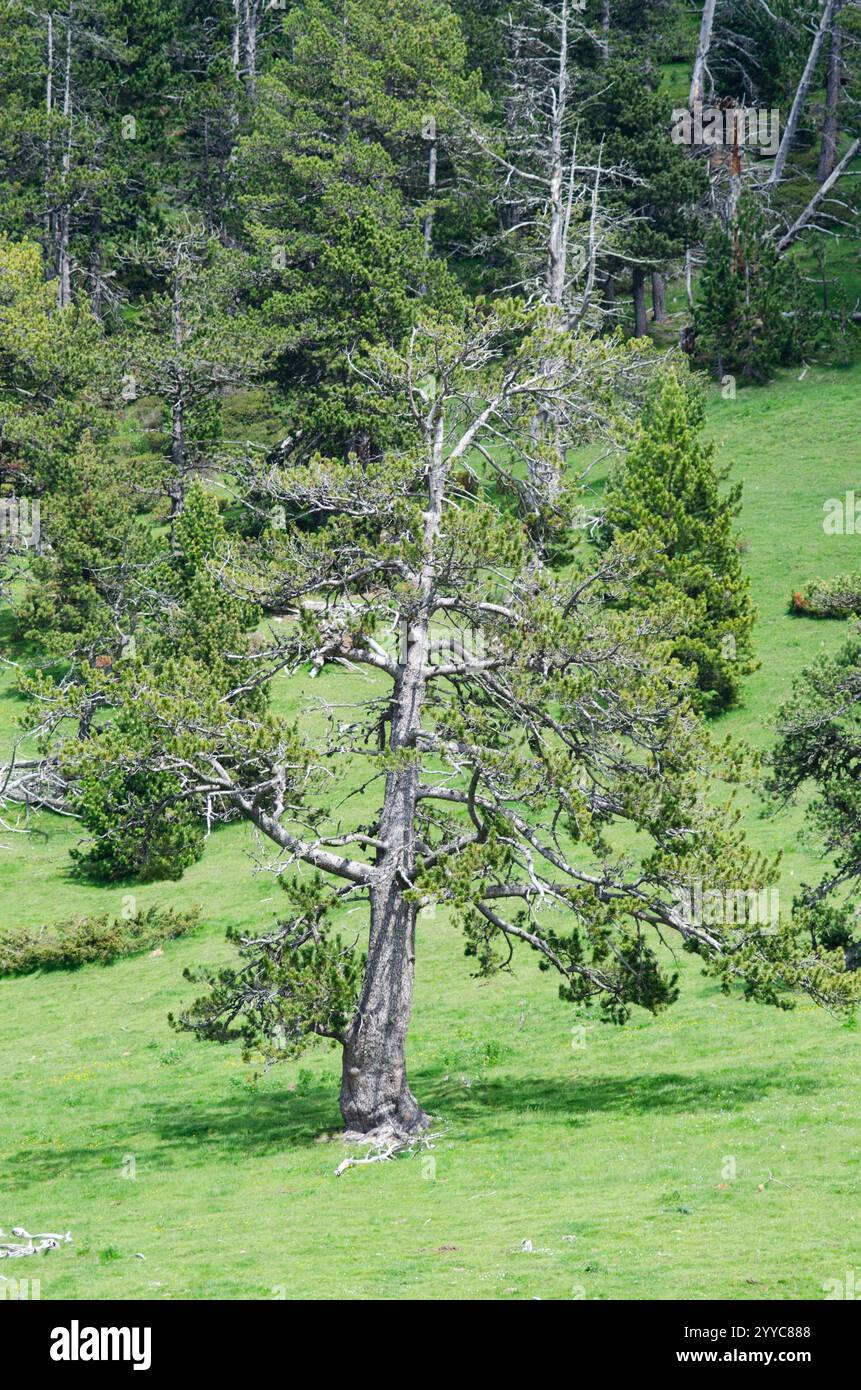 Tor Valley is located at the L'Alt Pirineu Nature Park. Lleida ...