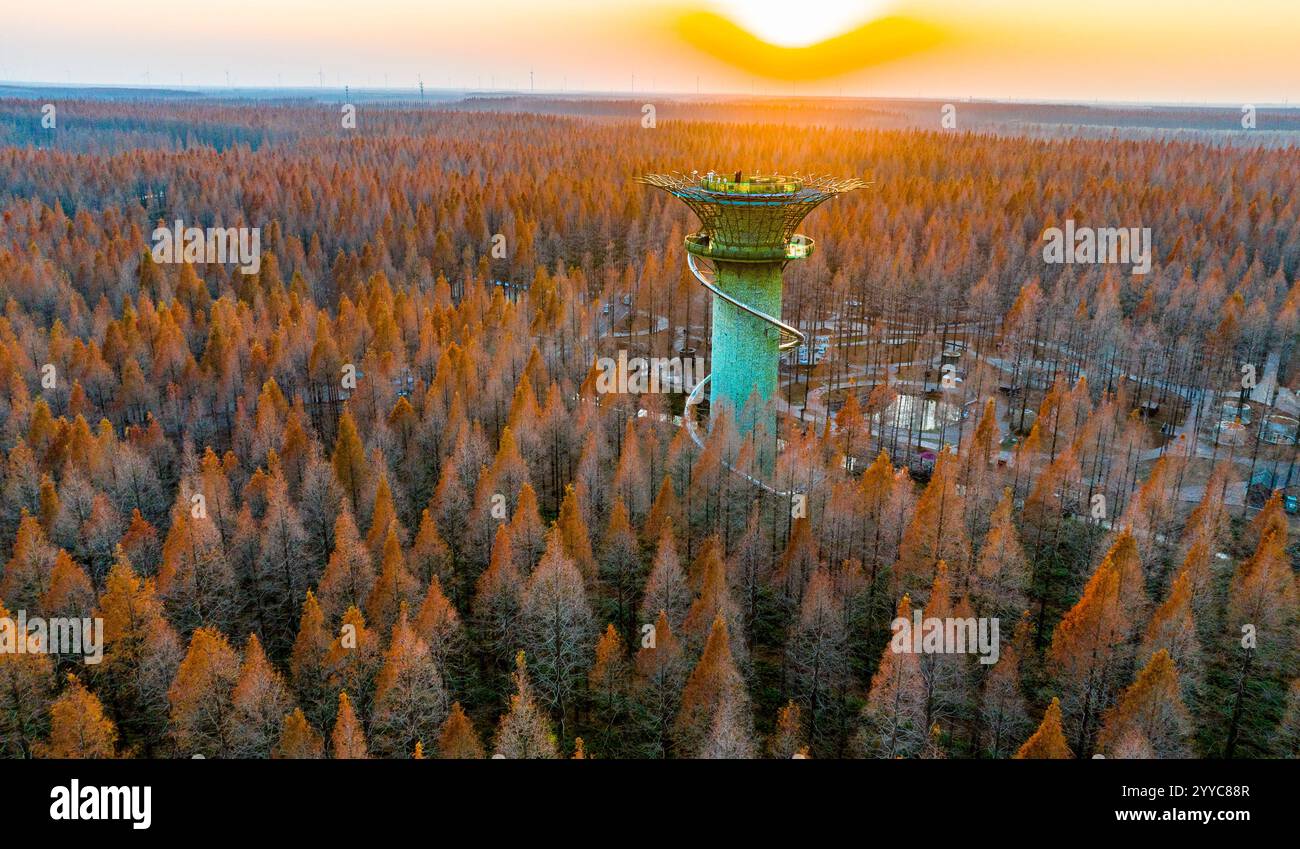 A sight-seeing tower in a forest of dawn redwood near the coast of ...