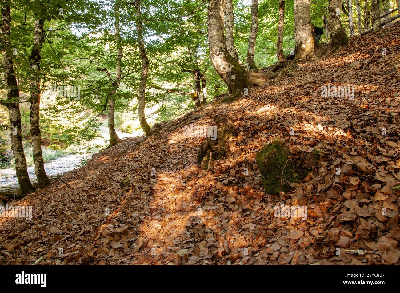Ecosistema del bosque hi-res stock photography and images - Alamy