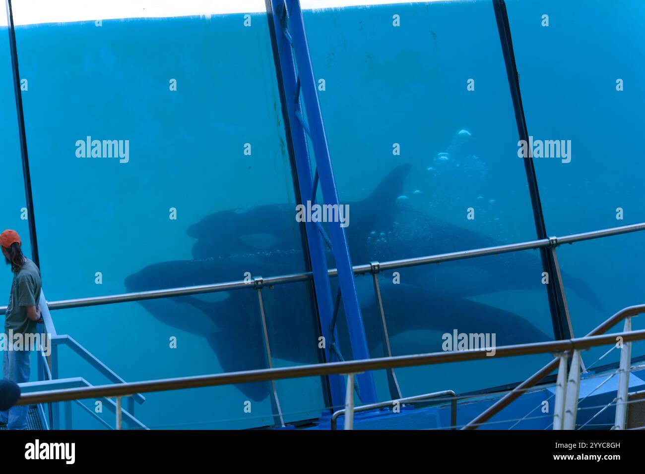 Killer Whale in Captivity Stock Photo - Alamy