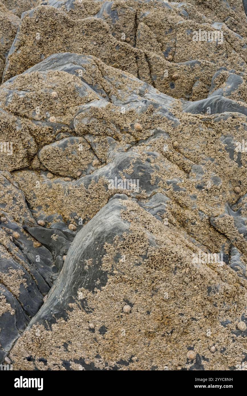 Barnacles on rock hi-res stock photography and images - Alamy