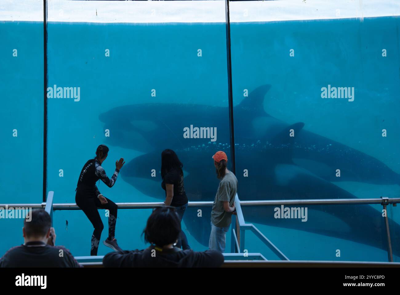 Killer whale behavior hi-res stock photography and images - Alamy