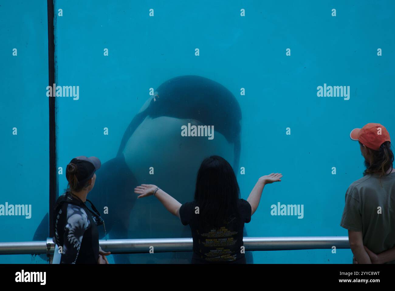 Killer Whale in Captivity Stock Photo - Alamy