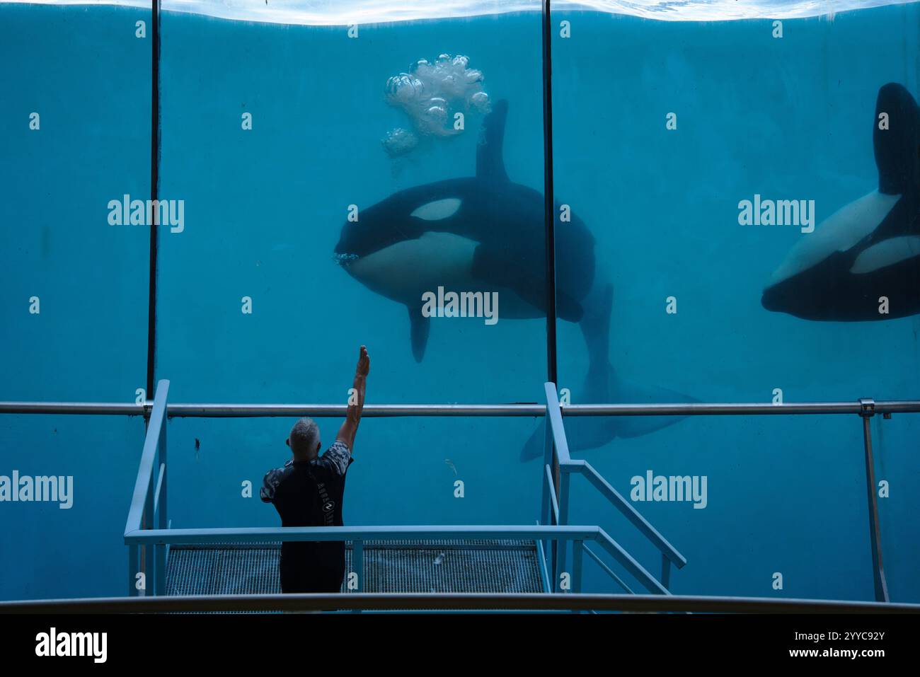 Killer Whale in Captivity Stock Photo - Alamy