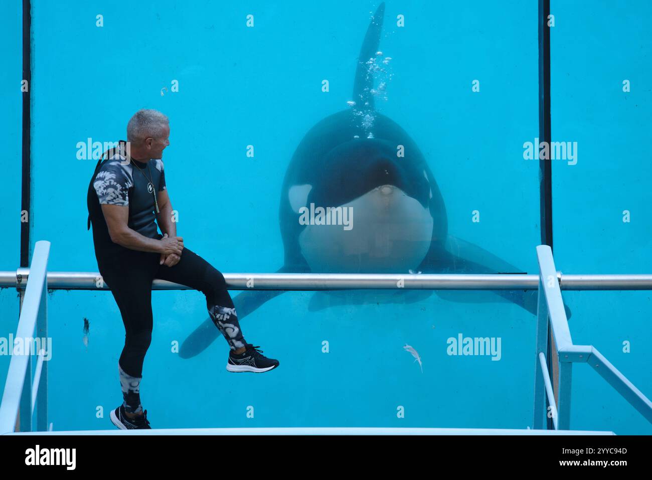 Killer Whale in Captivity Stock Photo - Alamy