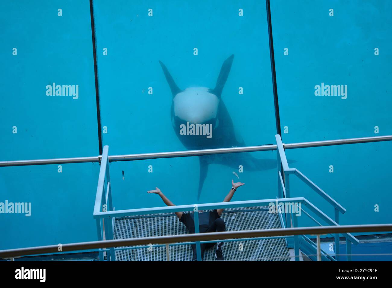 Killer Whale in Captivity Stock Photo - Alamy