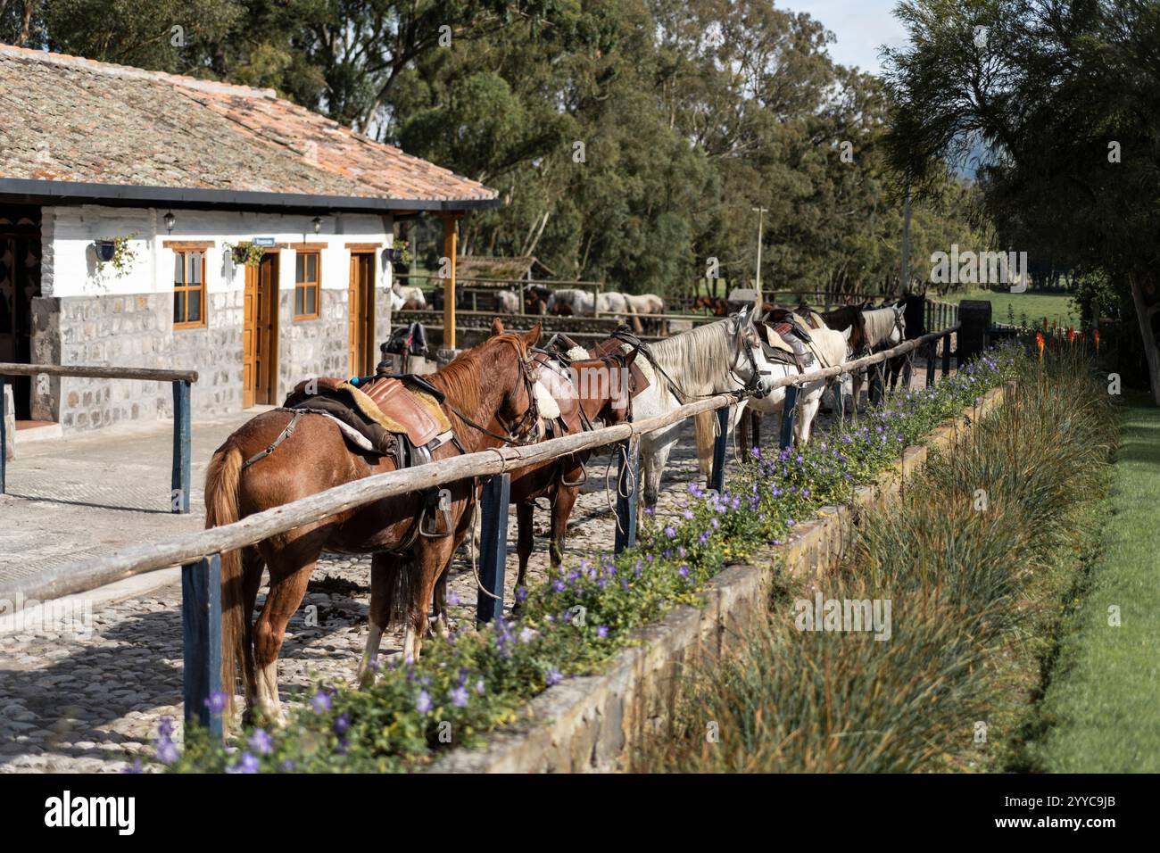 Hacienda zuleta horse hi-res stock photography and images - Alamy