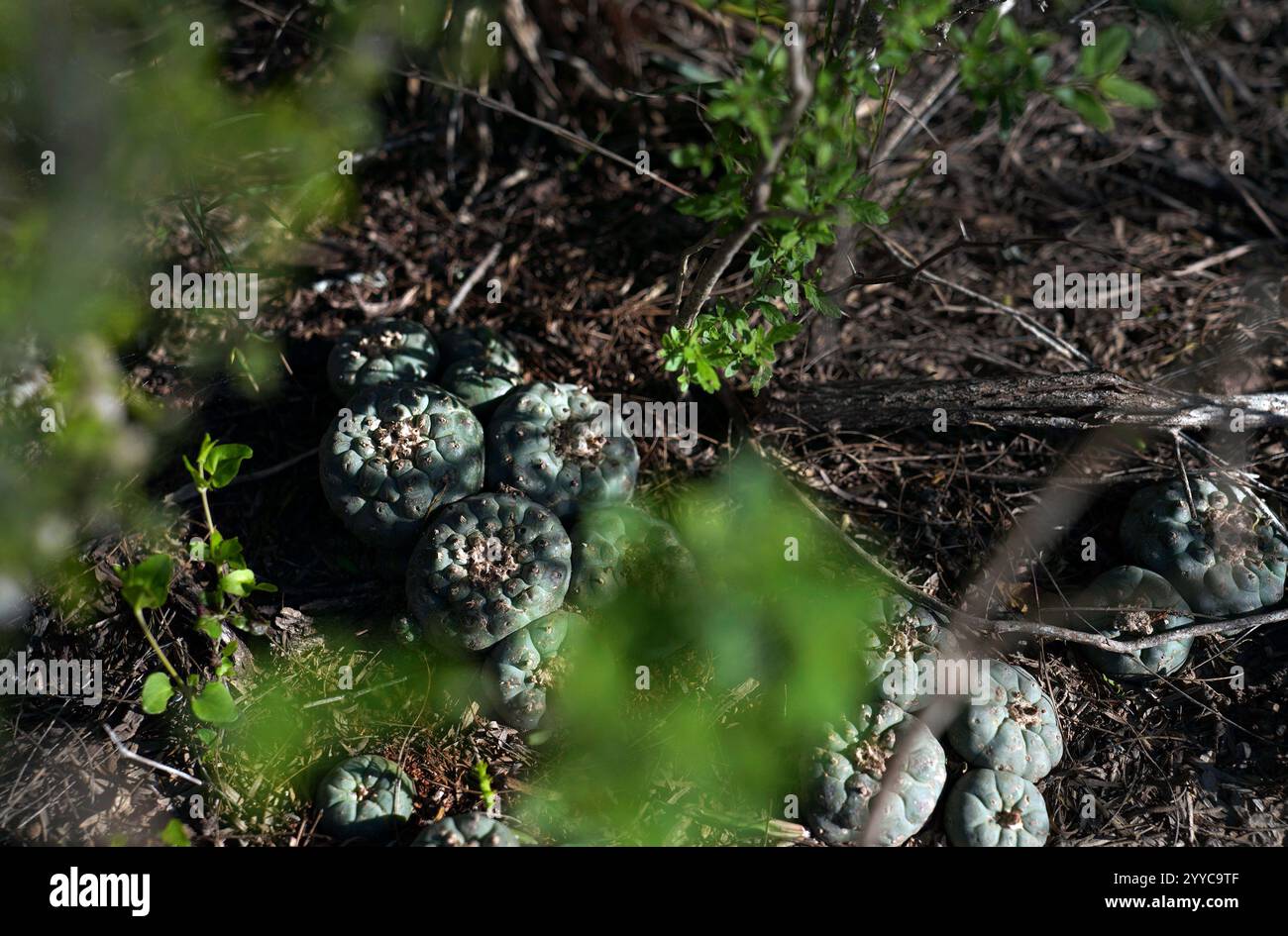 Peyote growing in the wild on the 605 acres of land run by the ...