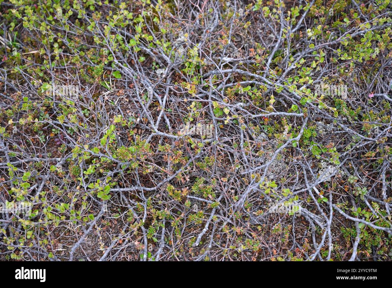 Close-up of vegetation in the tundra (moss, lichens, dwarf birch). The ...