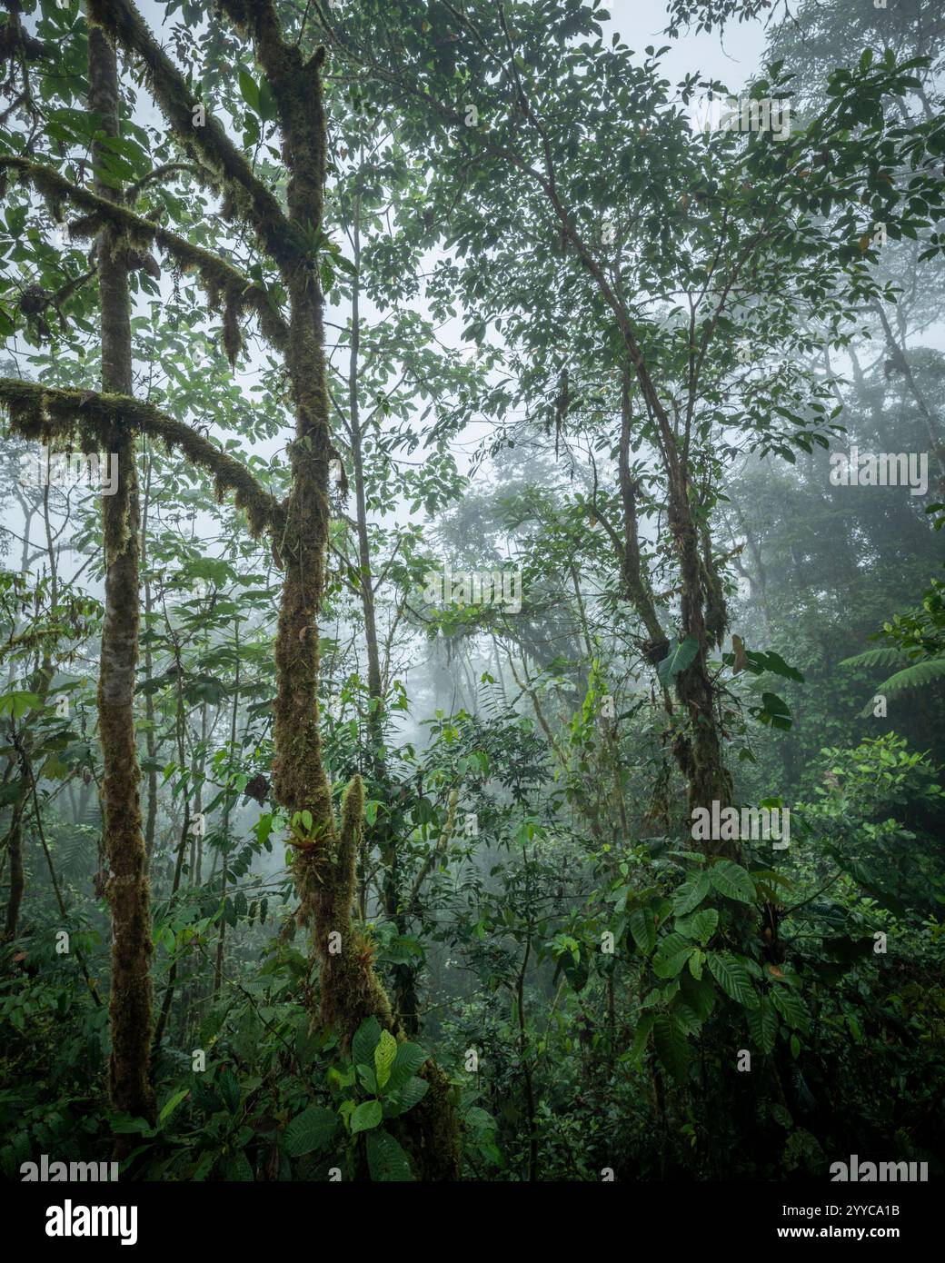 The Cloudforest, Mashpi Lodge, Reserva Mashpi Amagusa, Pichincha, Ecuador Stock Photo - Alamy