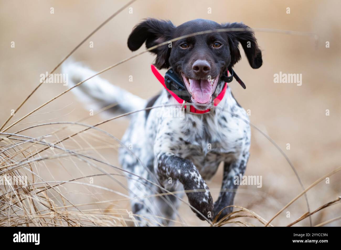 Hunting bird dog hi-res stock photography and images - Alamy