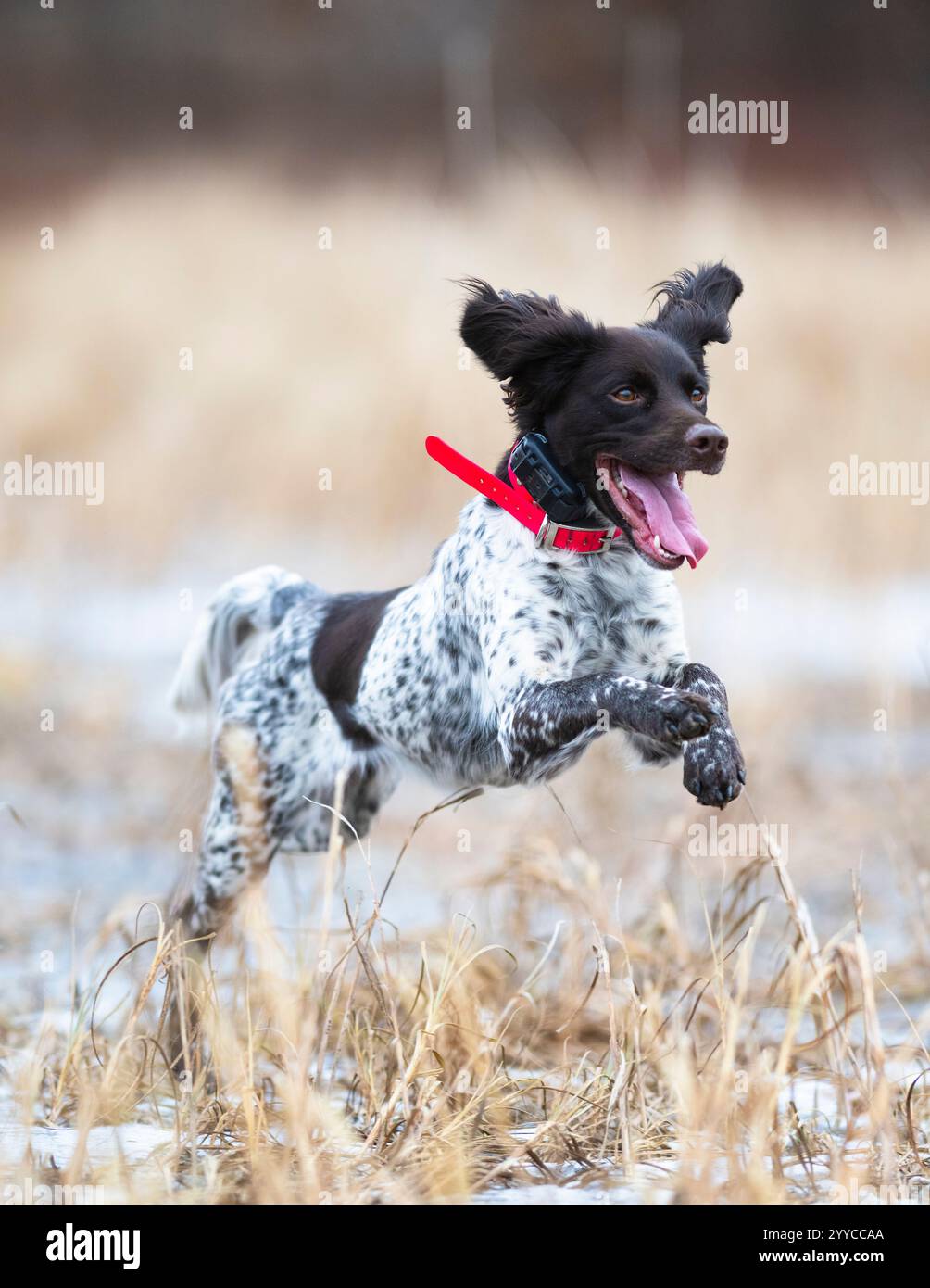 A Small Munsterlander Bird Dog out hunting Stock Photo - Alamy