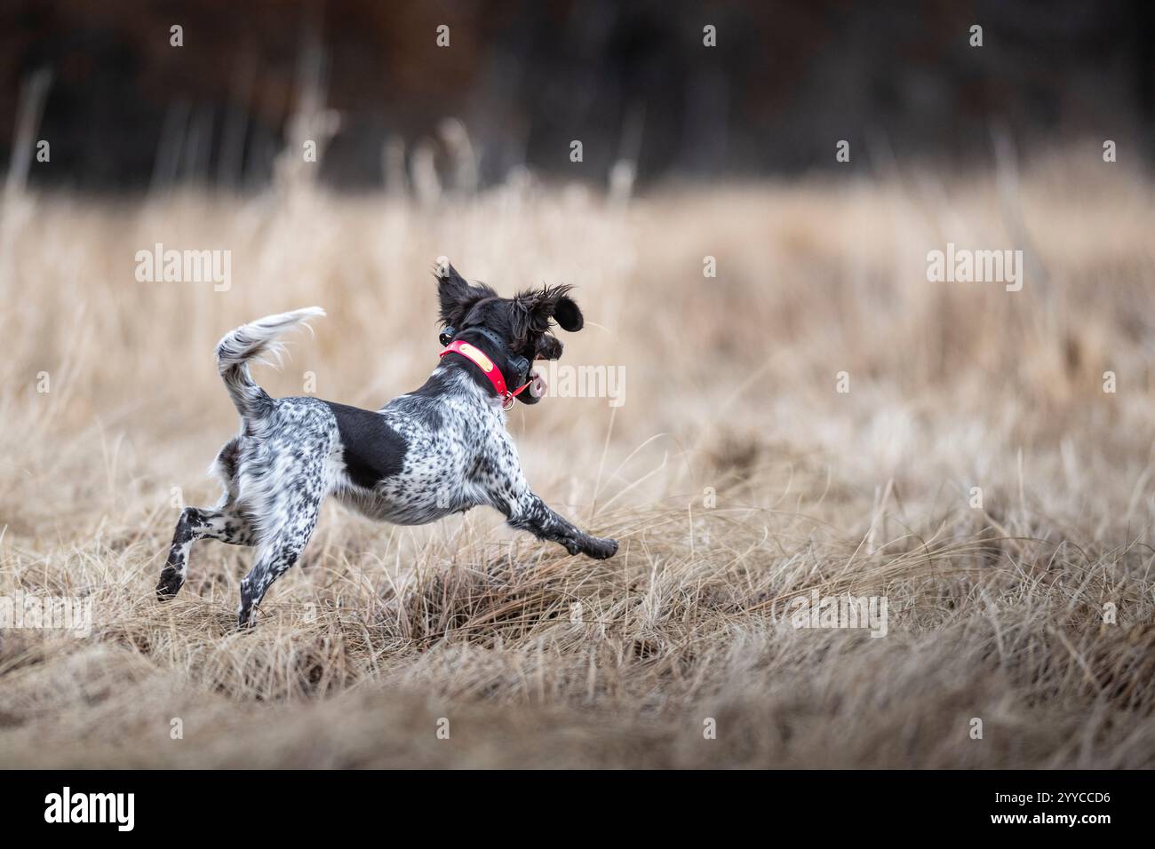 Munsterlander hunting hi-res stock photography and images - Alamy