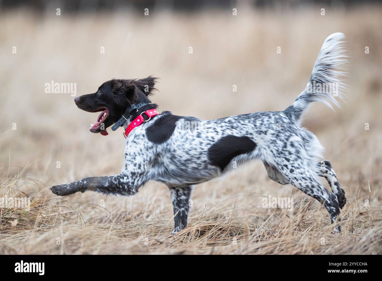Munsterlander pointer hi-res stock photography and images - Alamy