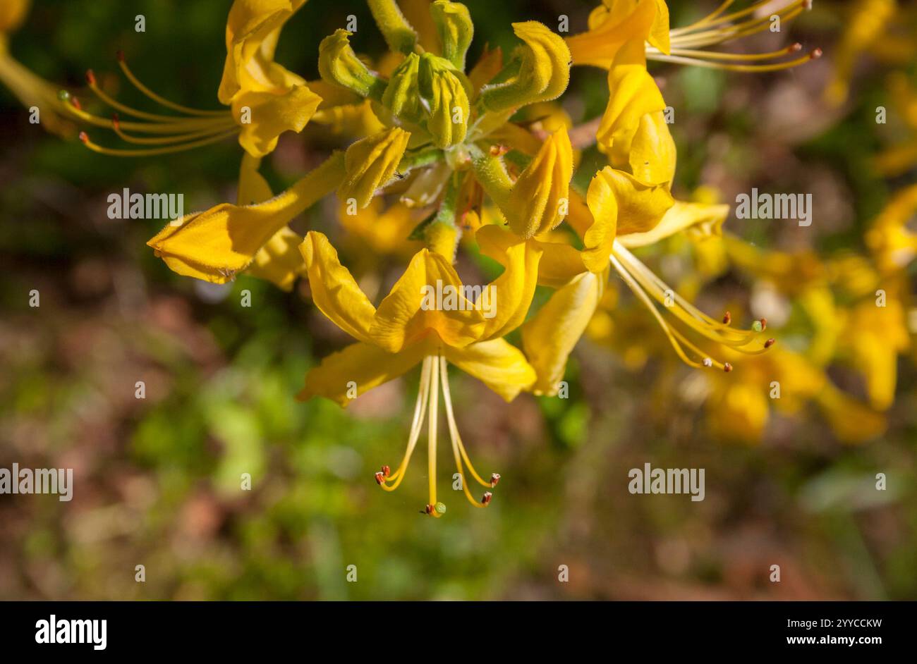 Rhododendron luteum - yellow azalea Stock Photo - Alamy